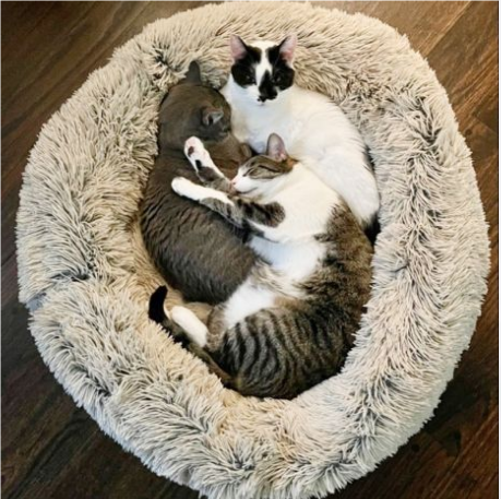 TALL TAILS Cuddle Bed DREAM CHASER – rawpetfooddeliverymarket
