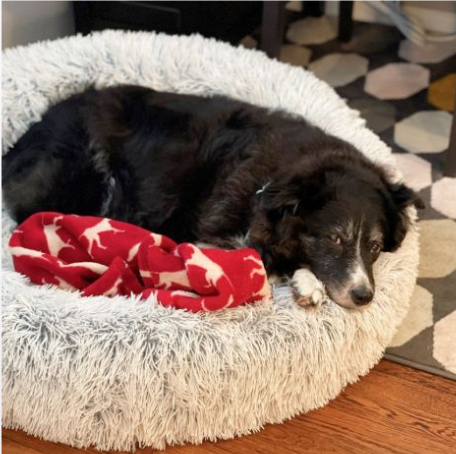 TALL TAILS Cuddle Bed DREAM CHASER – rawpetfooddeliverymarket