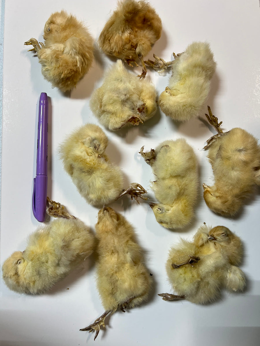 Baby Chick Freeze-Dried PET CANDY Treat – rawpetfooddeliverymarket
