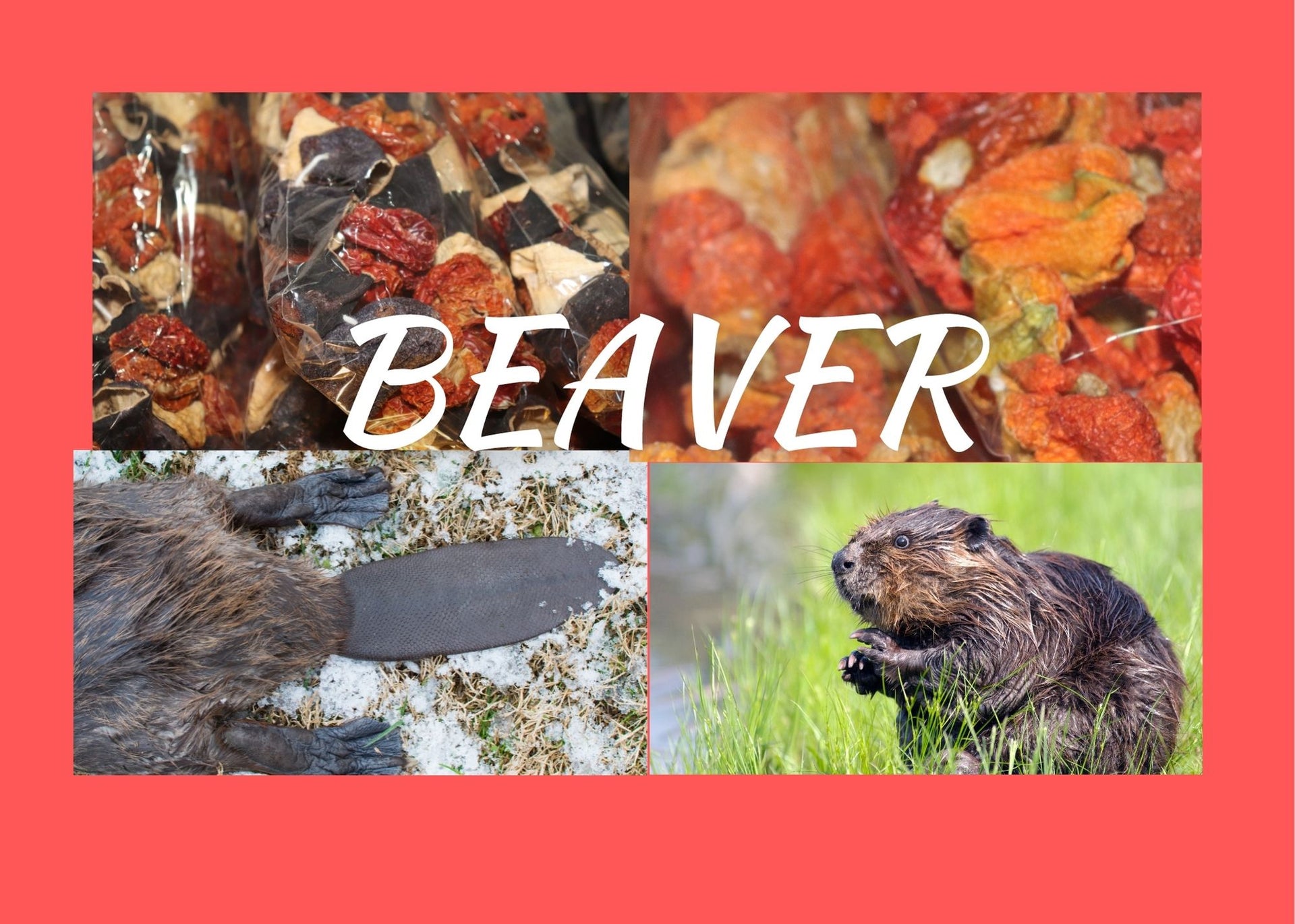 Beaver Mix Prey Model Blend PMR