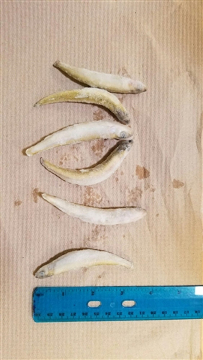 Smelt, Whole Fish Wild Caught – rawpetfooddeliverymarket
